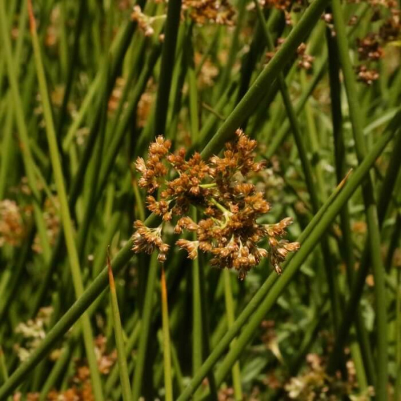 Juncus effusus